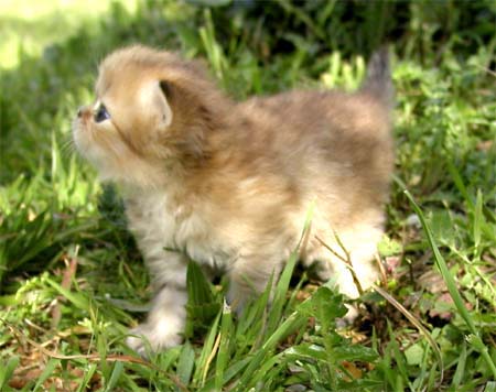 Vuitton - Silver and Golden Persian cat breeder- Elevage de chat persan ...