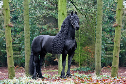 Haras de la cité des Ducs de Bourgogne - Elevage de chevaux Frisons ...